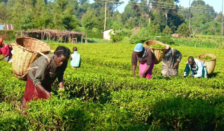 FG, FAO Roll Out $3.14bn Plan To Boost Agriculture » News.ng